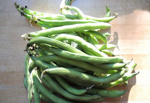 April – Favabohnen – kuechenkitchen
